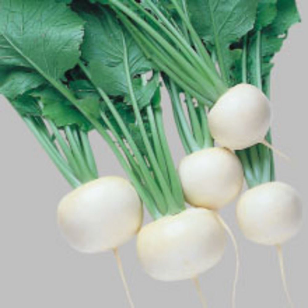 SW Horto produktsida