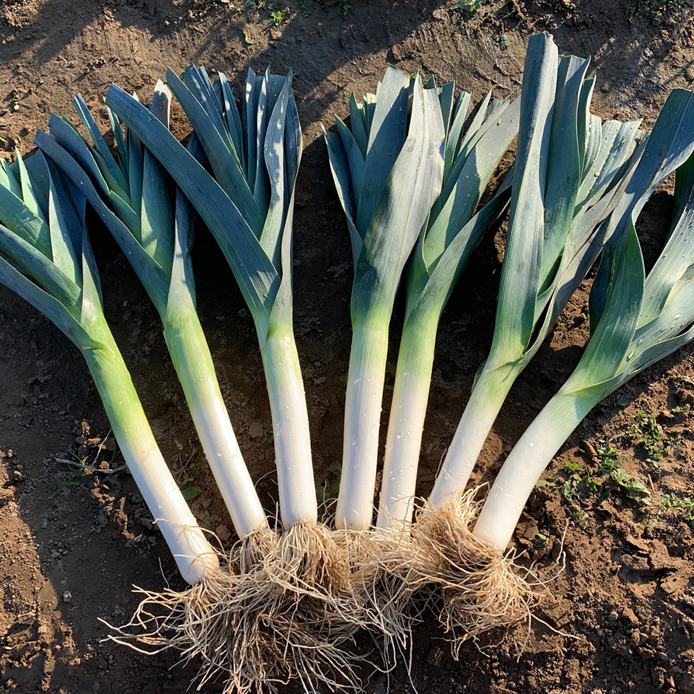 SW Horto produktsida